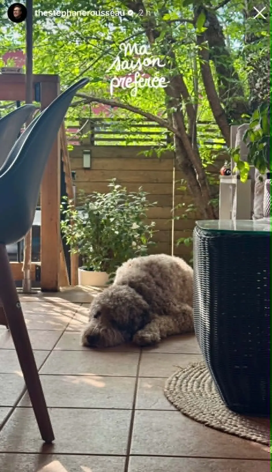 Stéphane Rousseau montre sa nouvelle cour avec son chien - Star Québec